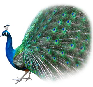 Specialized inbound tours, travels